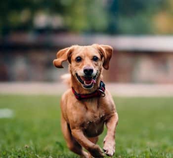 Common FAQs about Pet Sitting Insurance From PCI - Pet Business ...