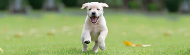 Dog Trainer Insurance | Buy Policy Online $238/Year